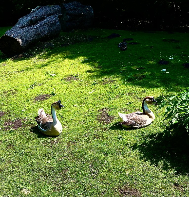 Willkommen in der Gemeinde Stadum - Gemeinde Stadum